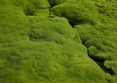Natural Astaxanthin, Reinvented | axabio®